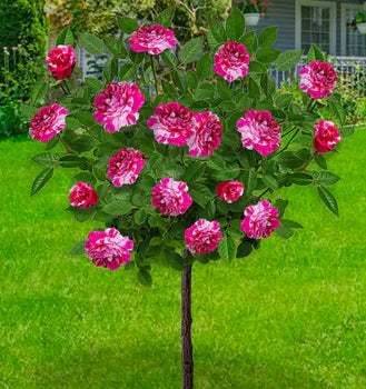 Rosier Papageno - 70 – Europa Green