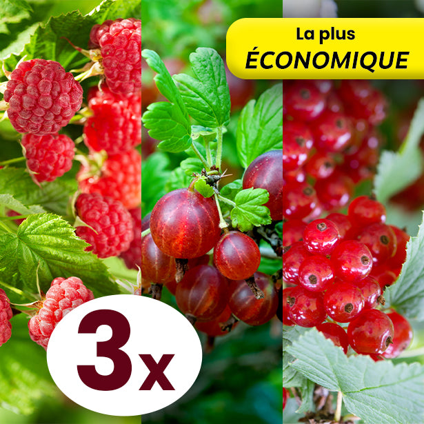 3 Assortiments de baies rouges – Europa Green