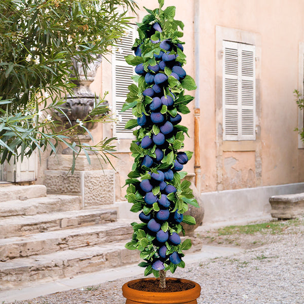 Prunier colonnaire Stanley – Europa Green